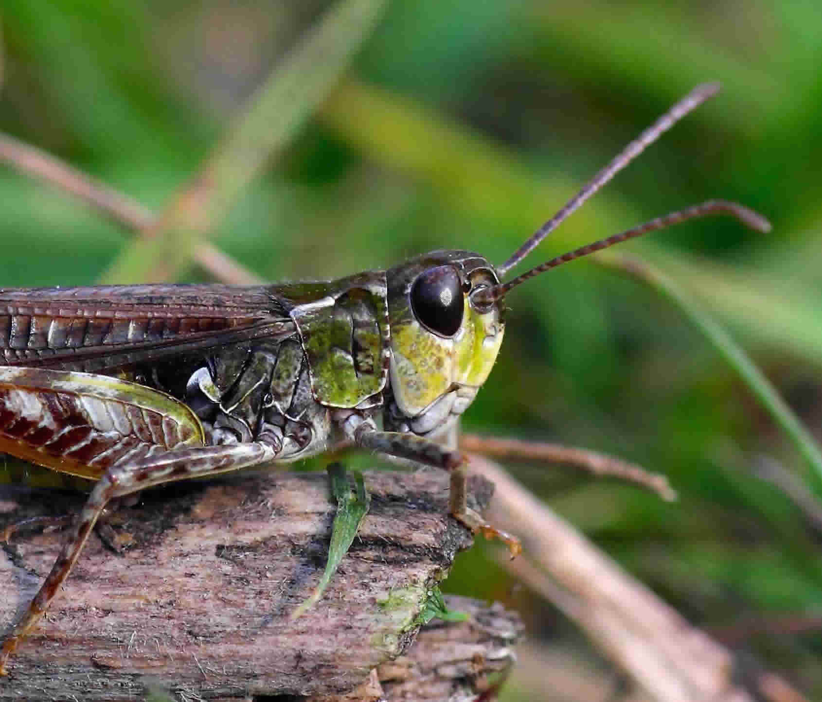 Orthoptera Gallery 1