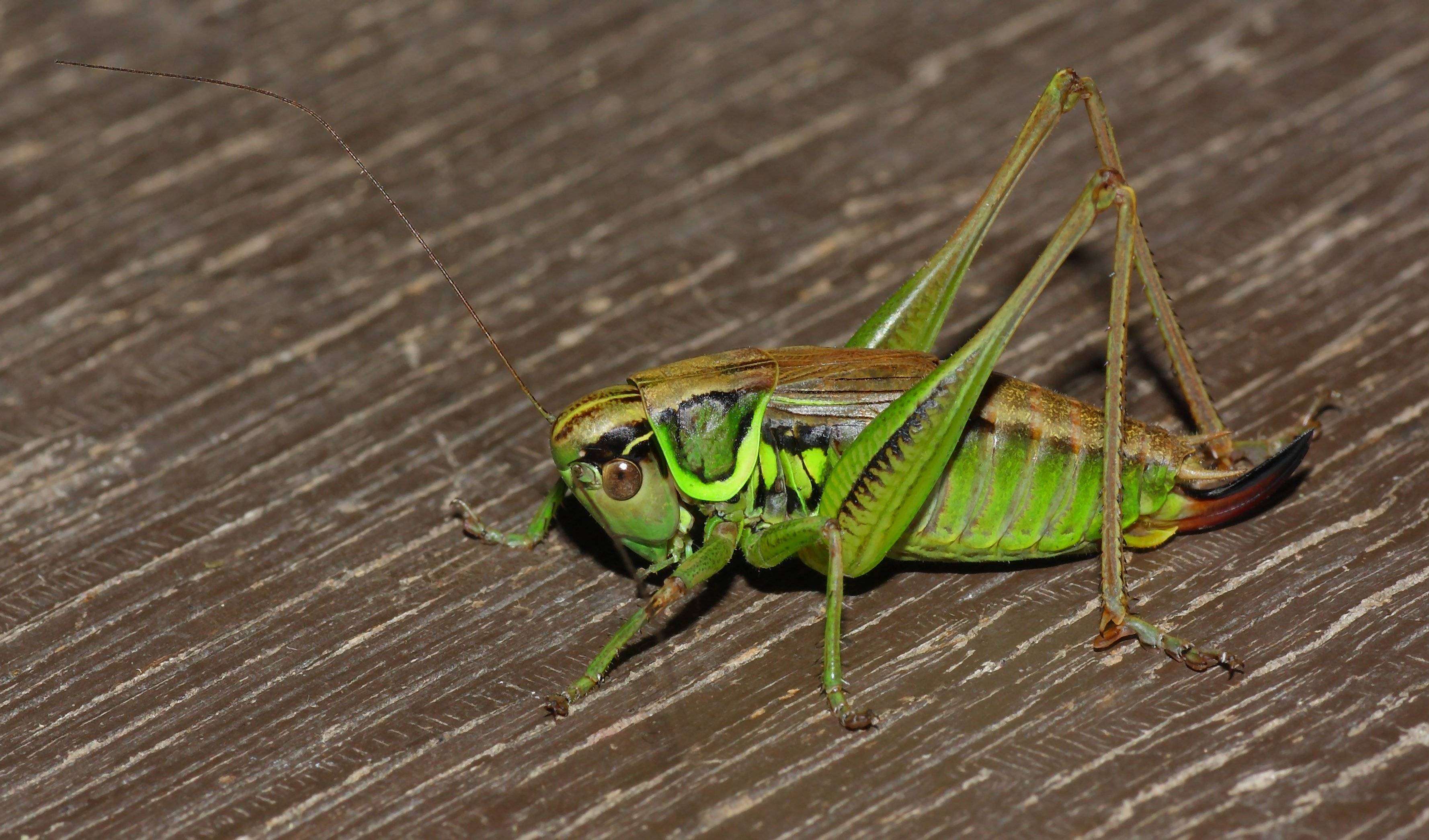 Roesel's Bush Cricket