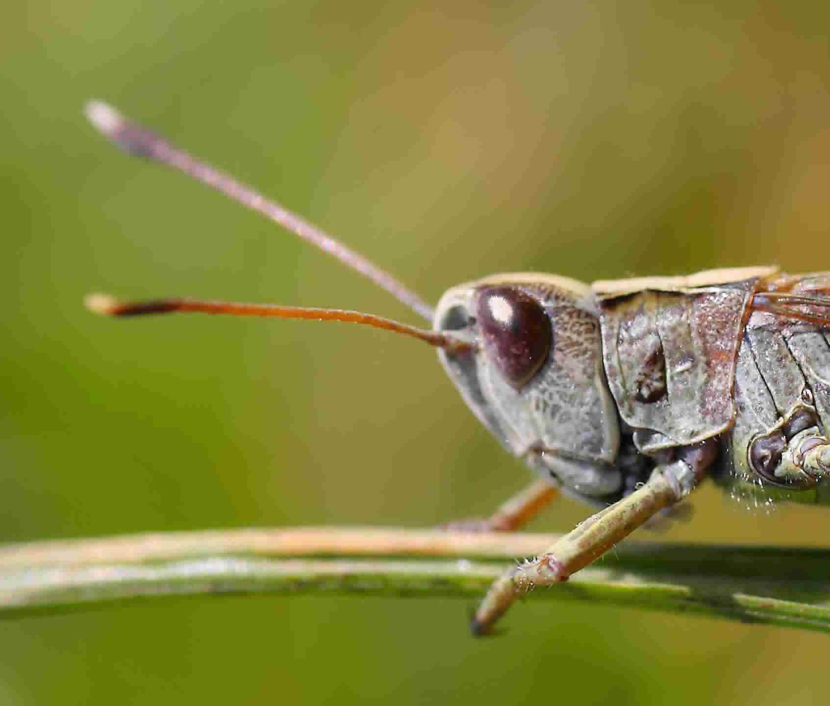 Orthoptera Gallery 1