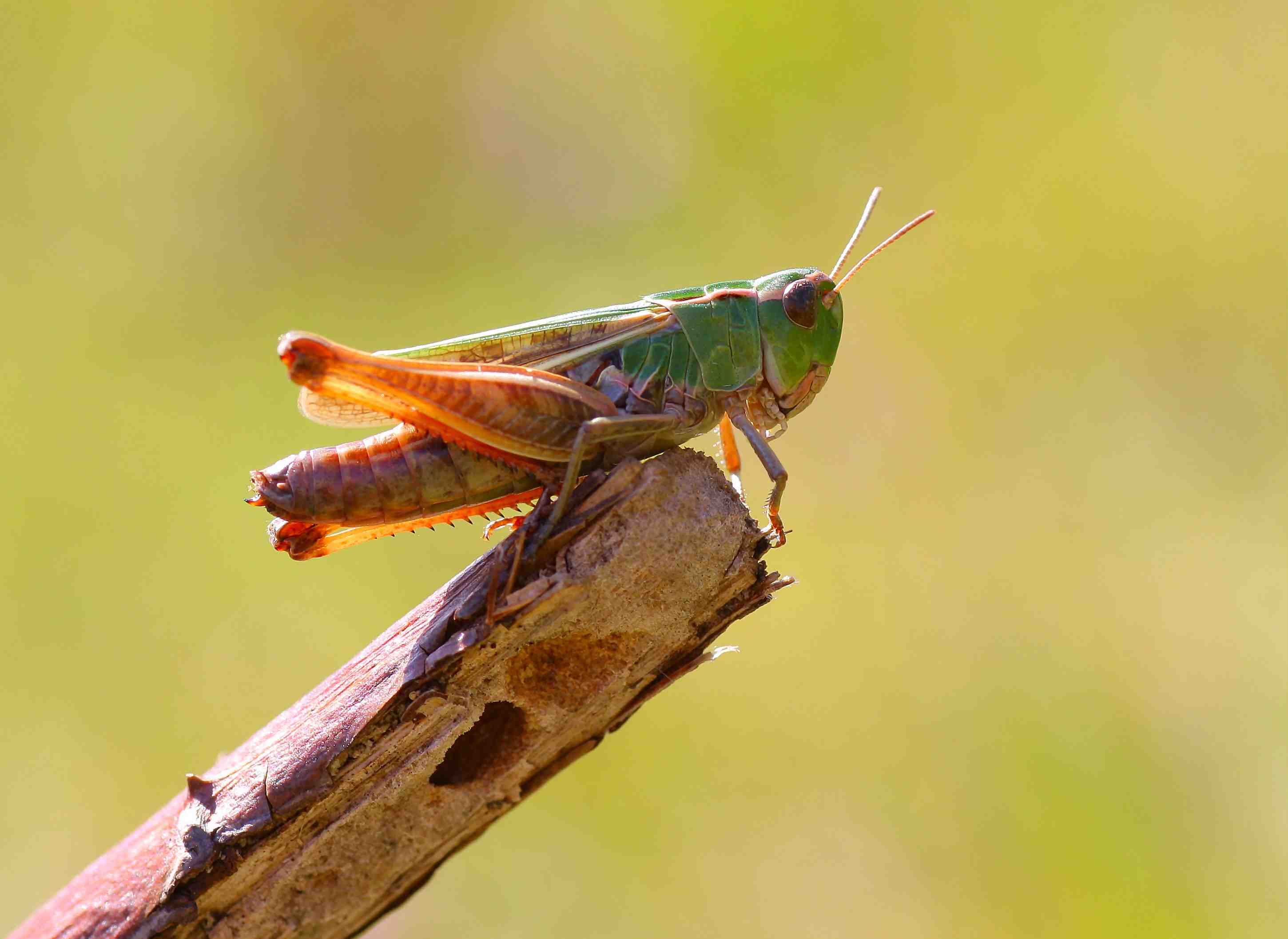 Striped Winged Grasshopper