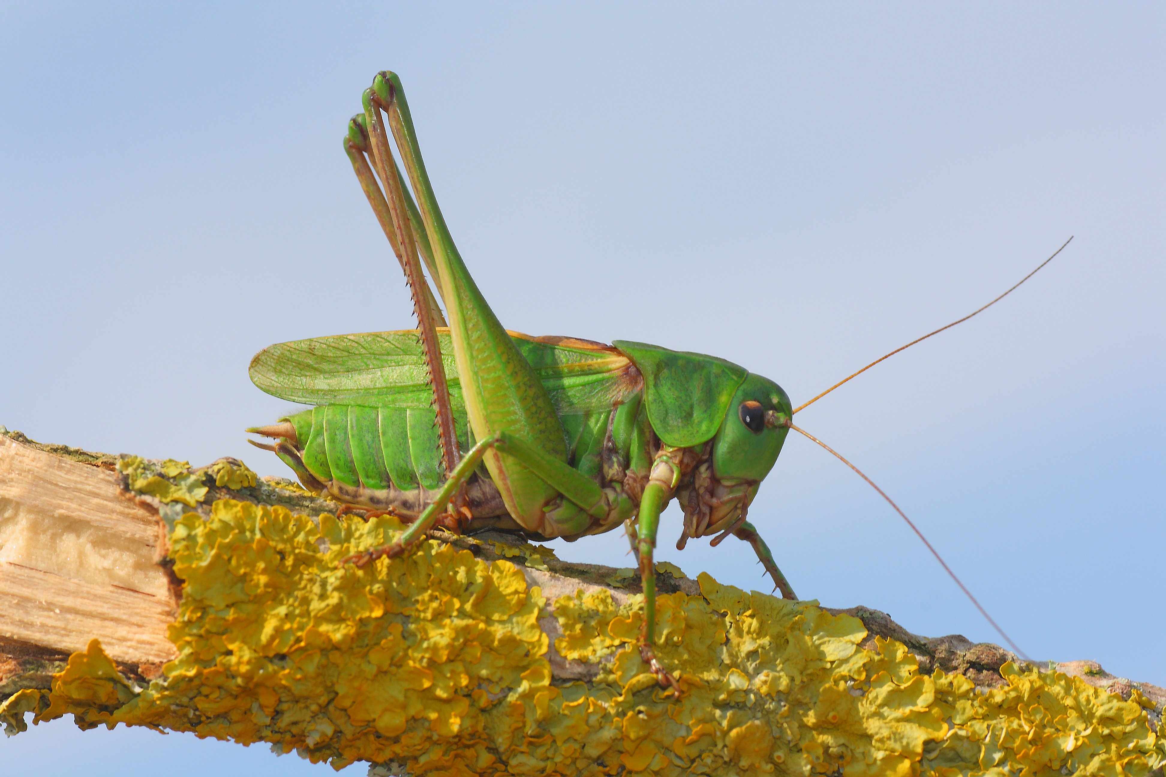 Wart biter - Alchetron, The Free Social Encyclopedia