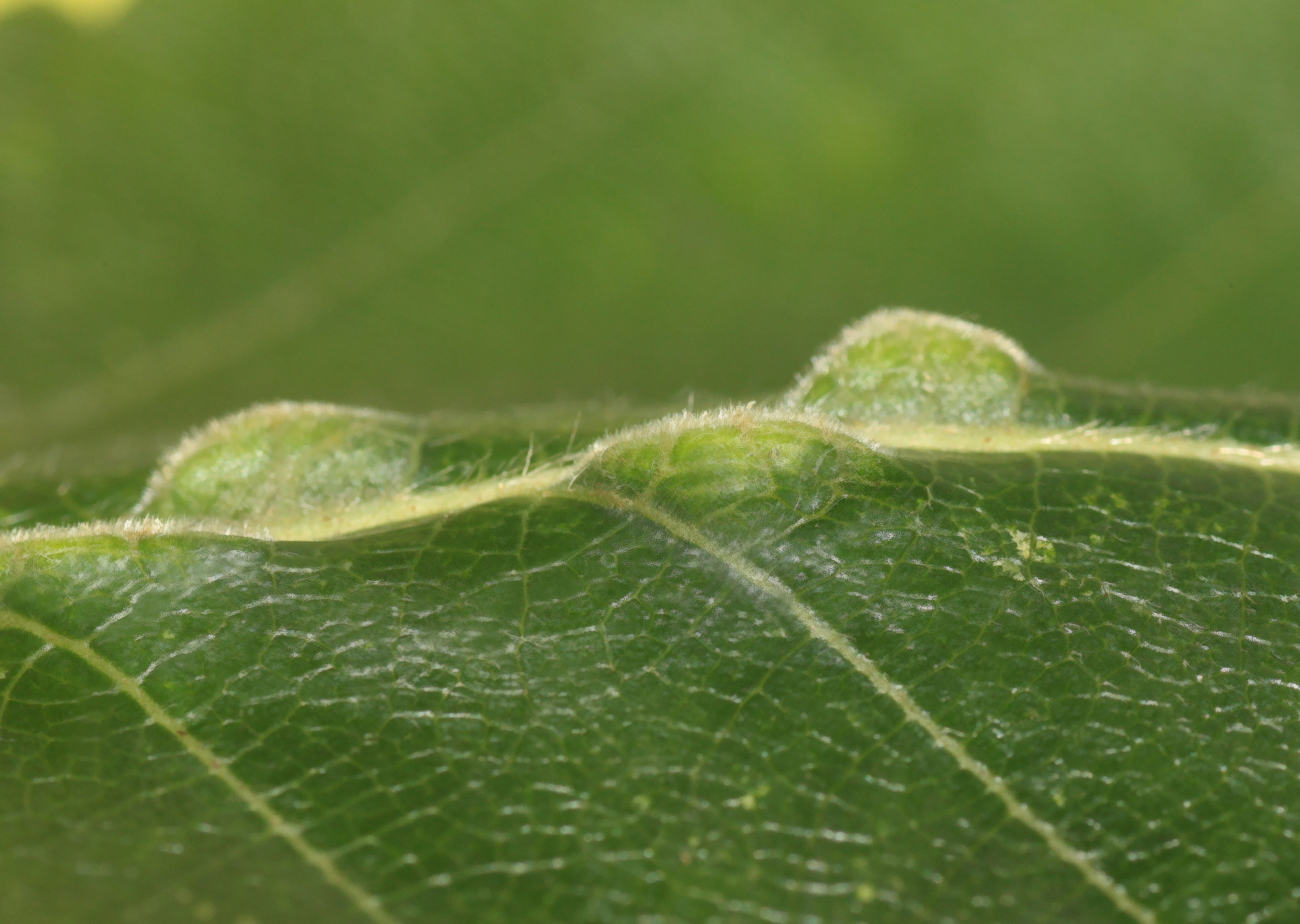 Aceria lissonota