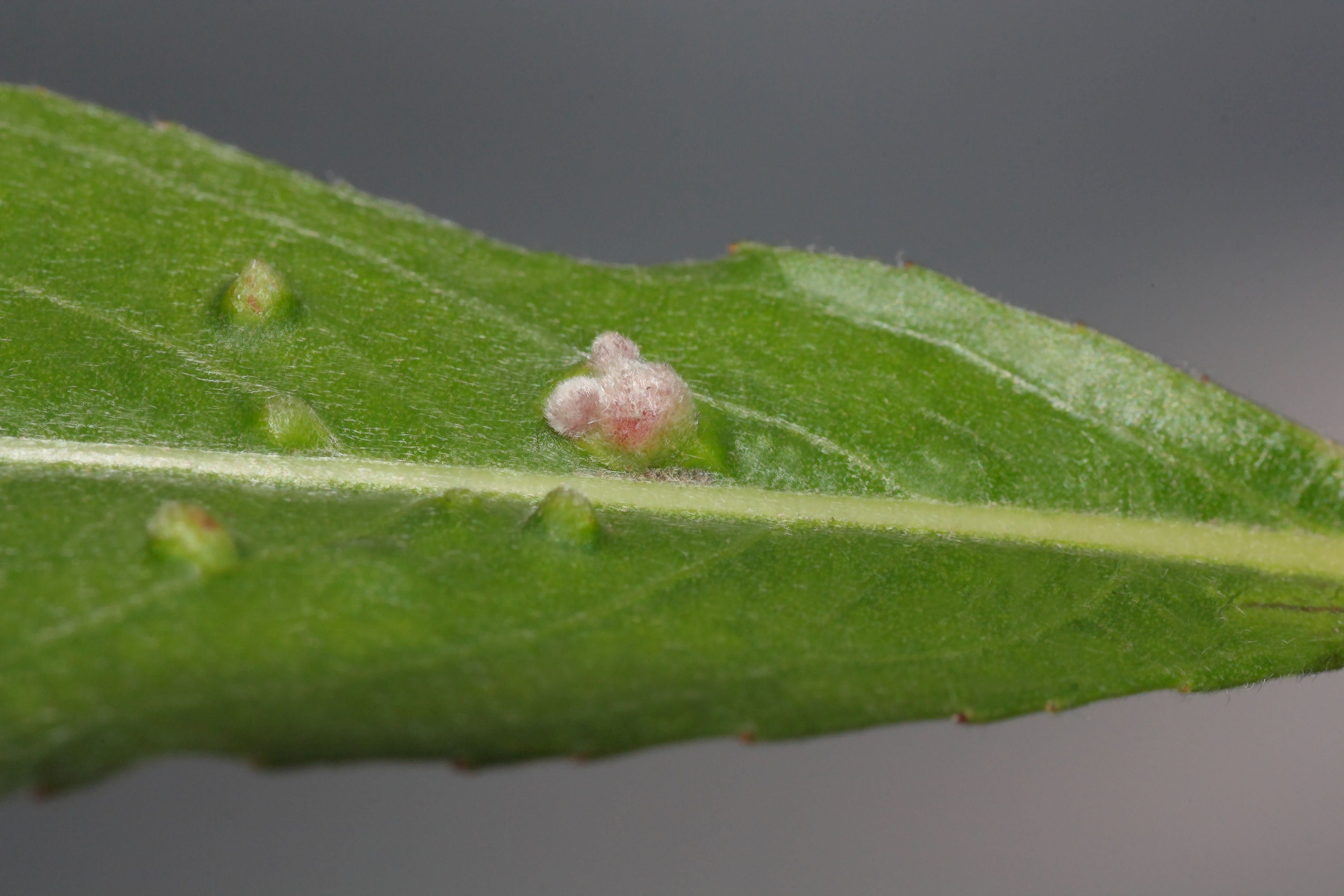 Aculus tetanothrix