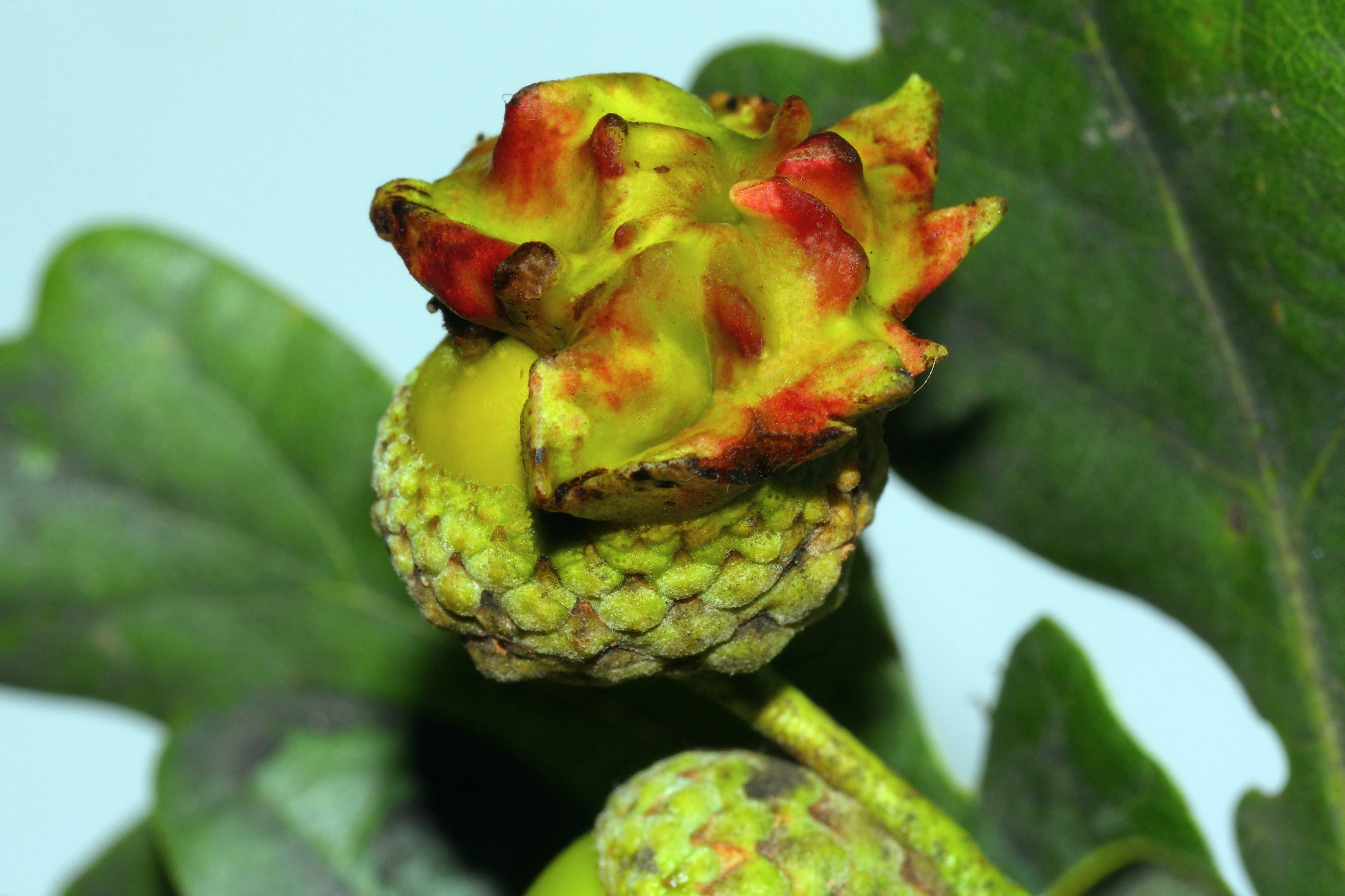 Andricus quercuscalicis - Alchetron, the free social encyclopedia