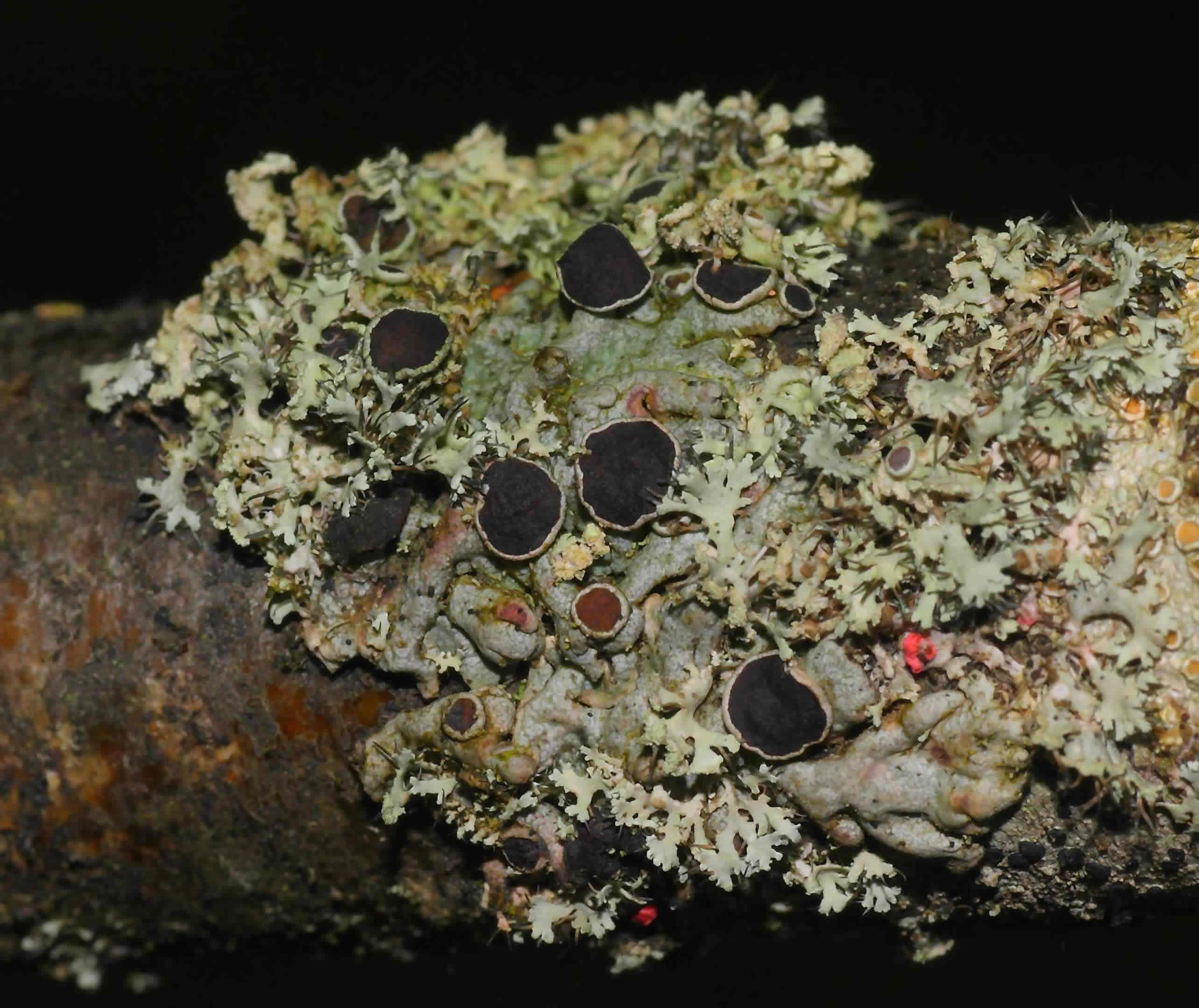 Lichen Gallery