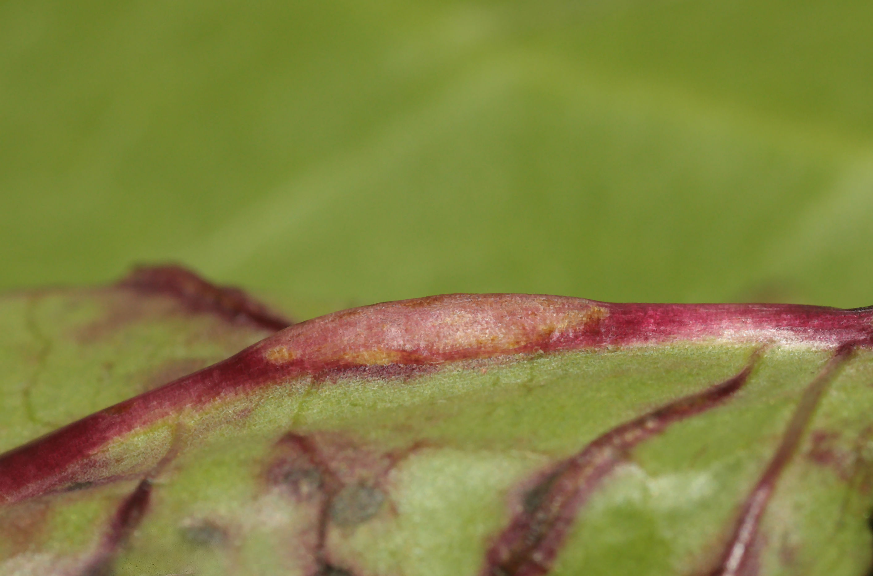 Protomyces pachydermus