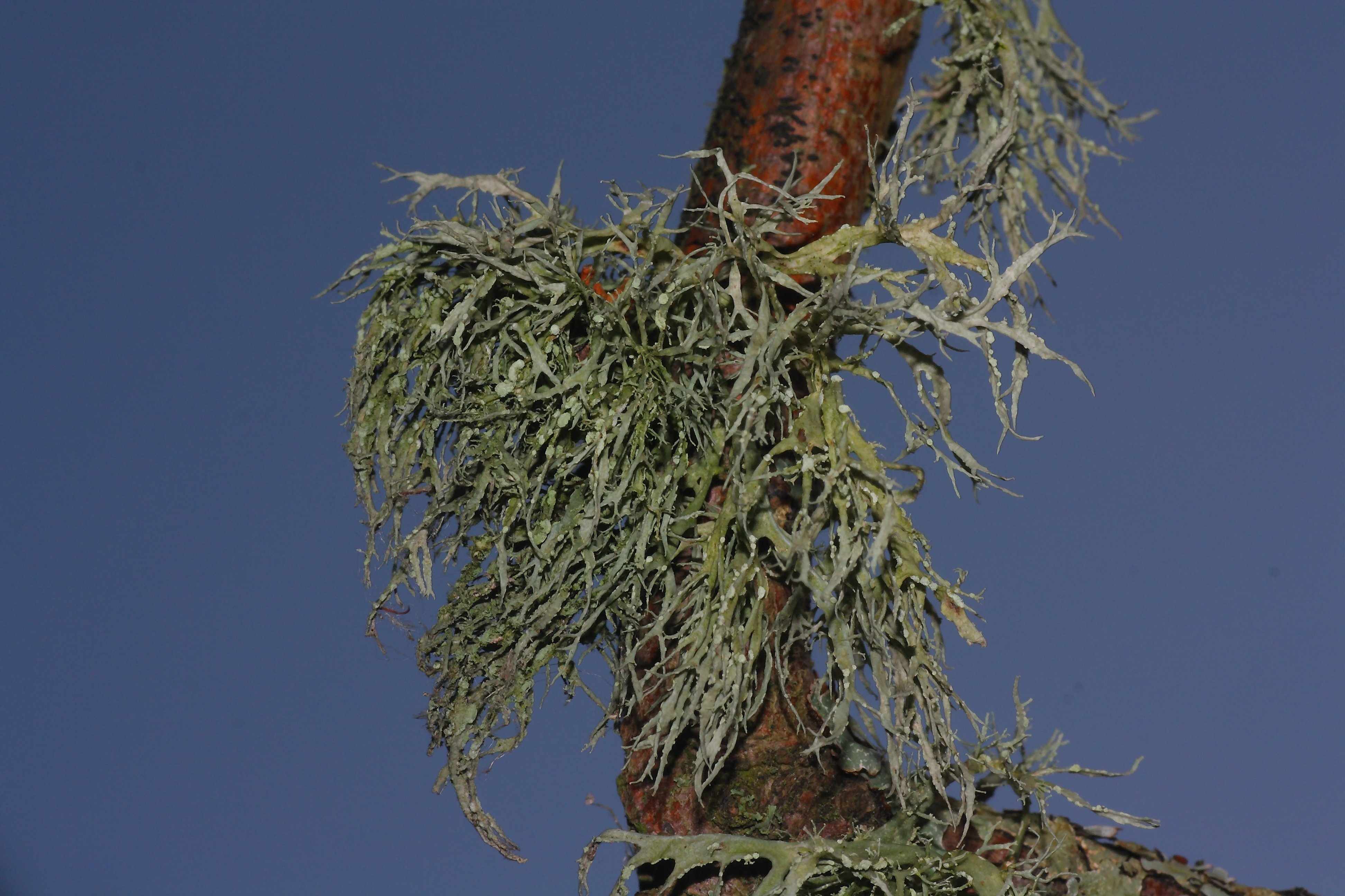 Lichen Gallery