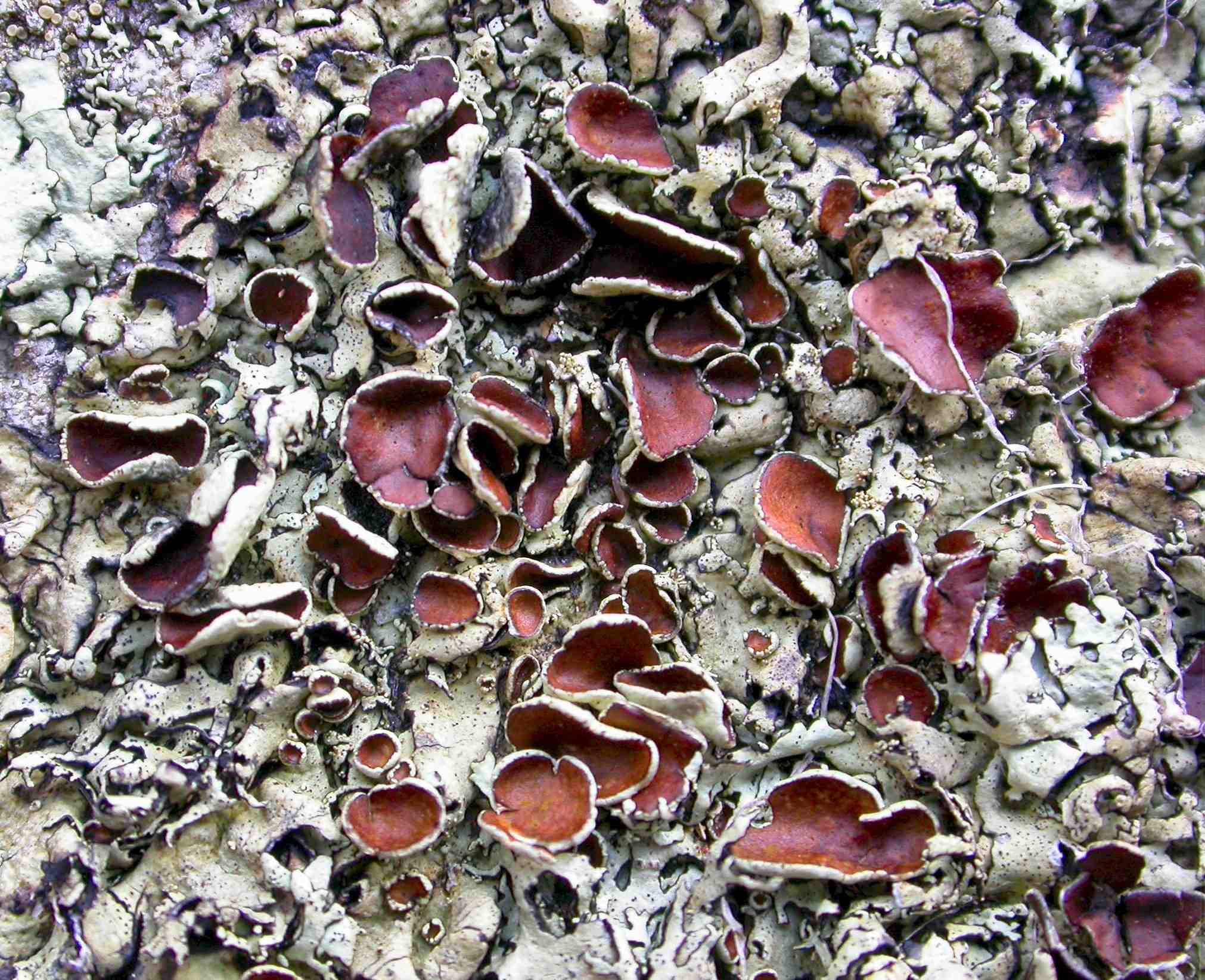 Lichen Gallery