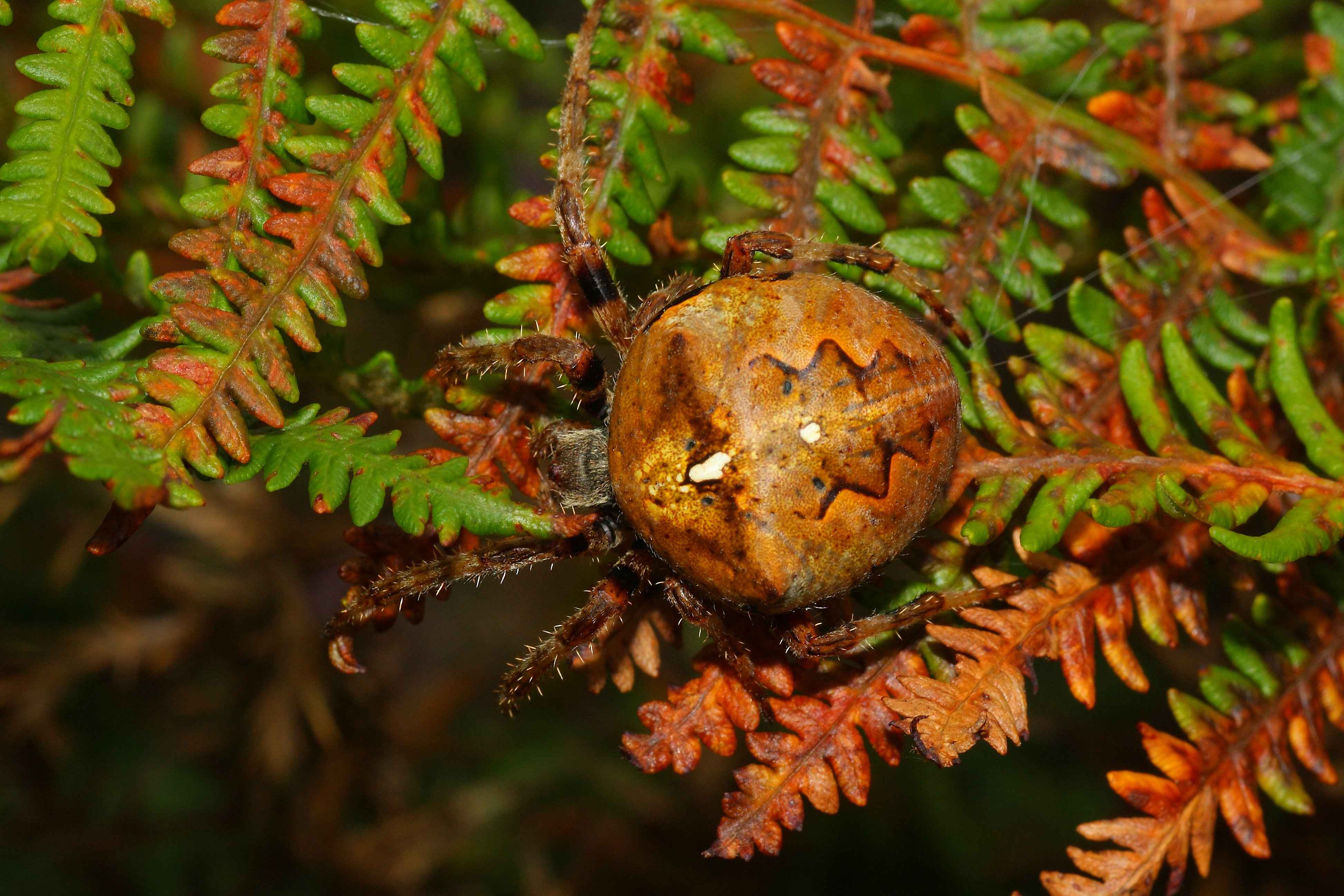 Araneus angulatus