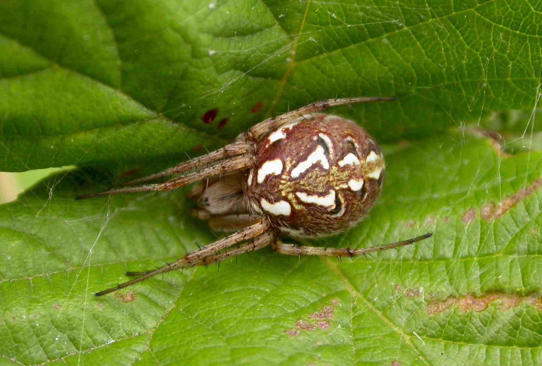 Neoscona adianta