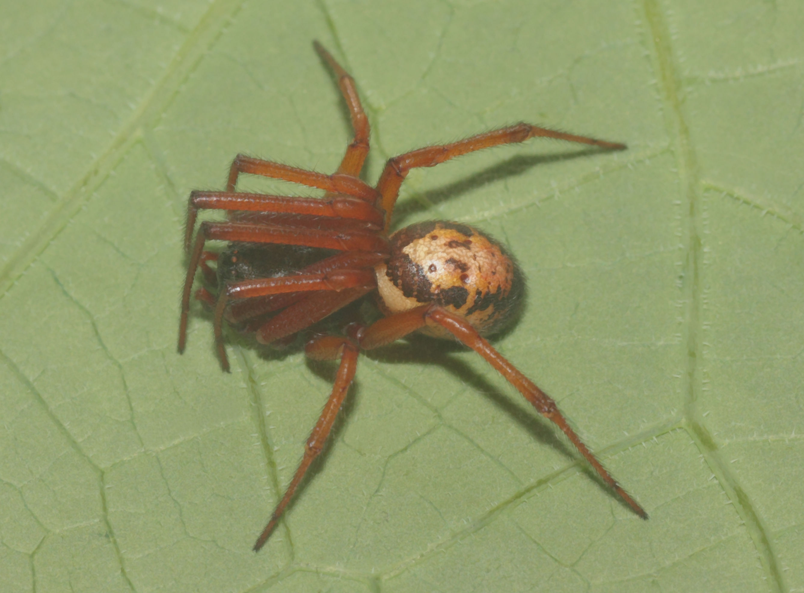 Steatoda nobilis