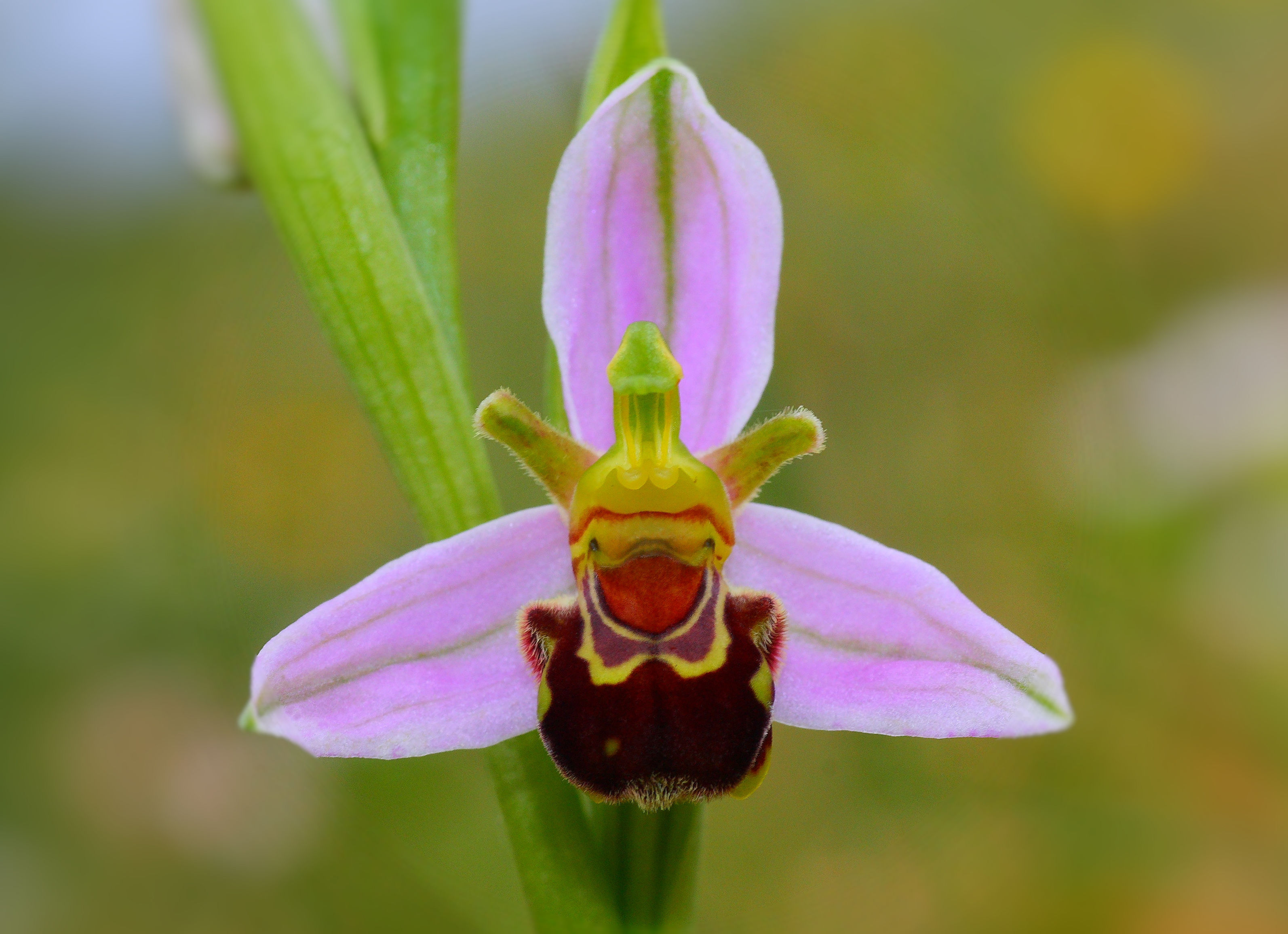 Bee Orchid
