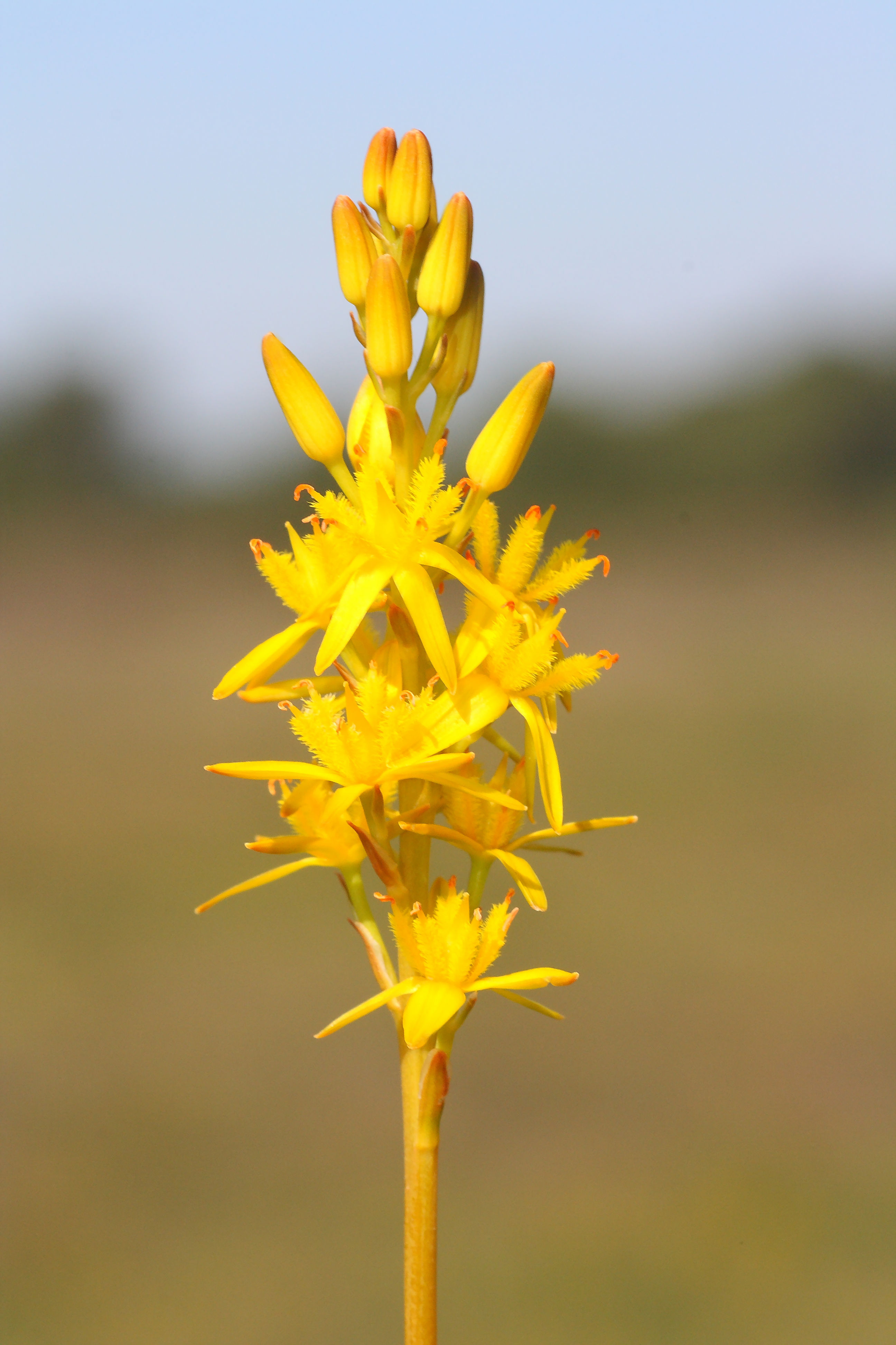 Bog Asphodel