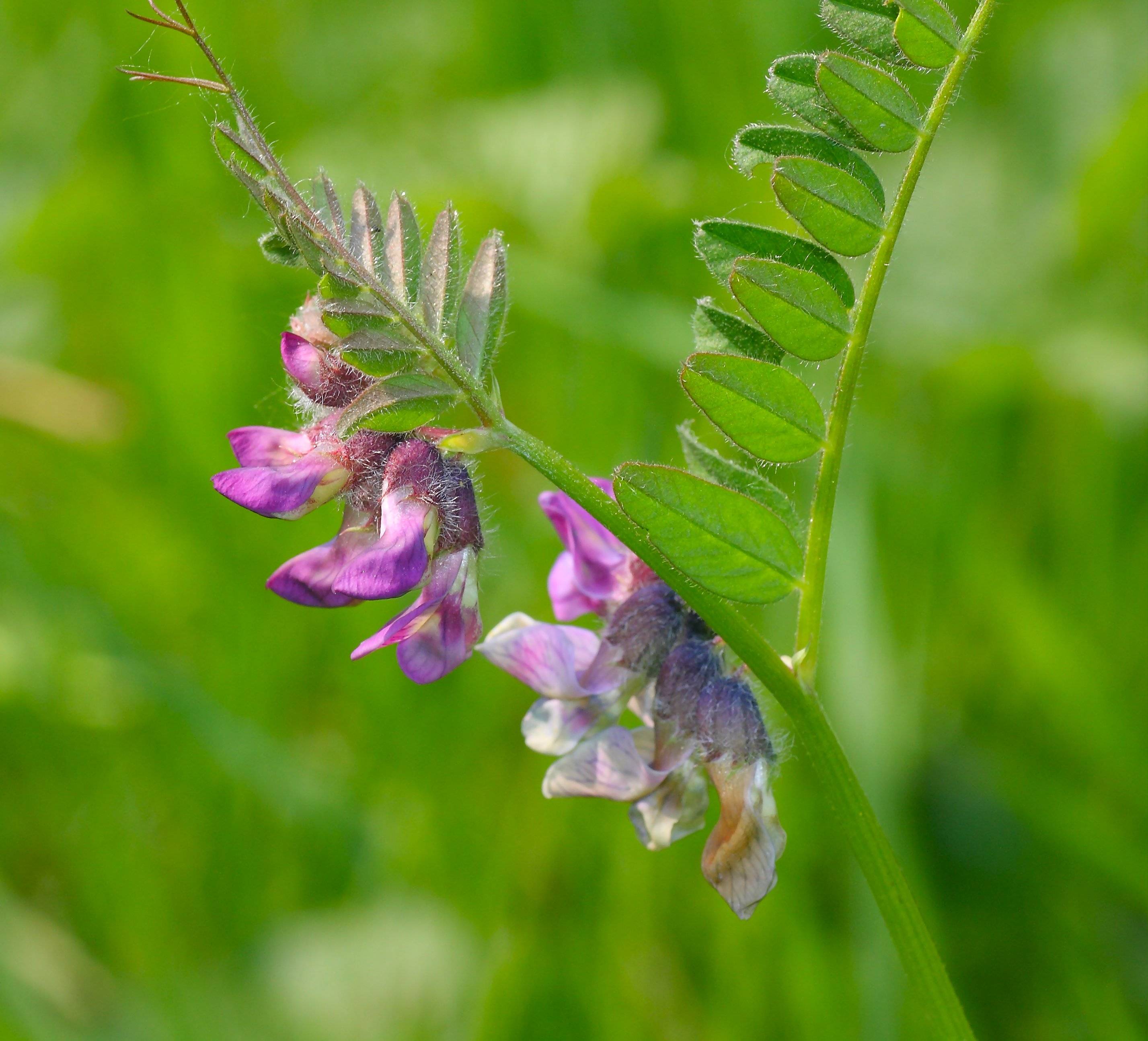Bush Vetch