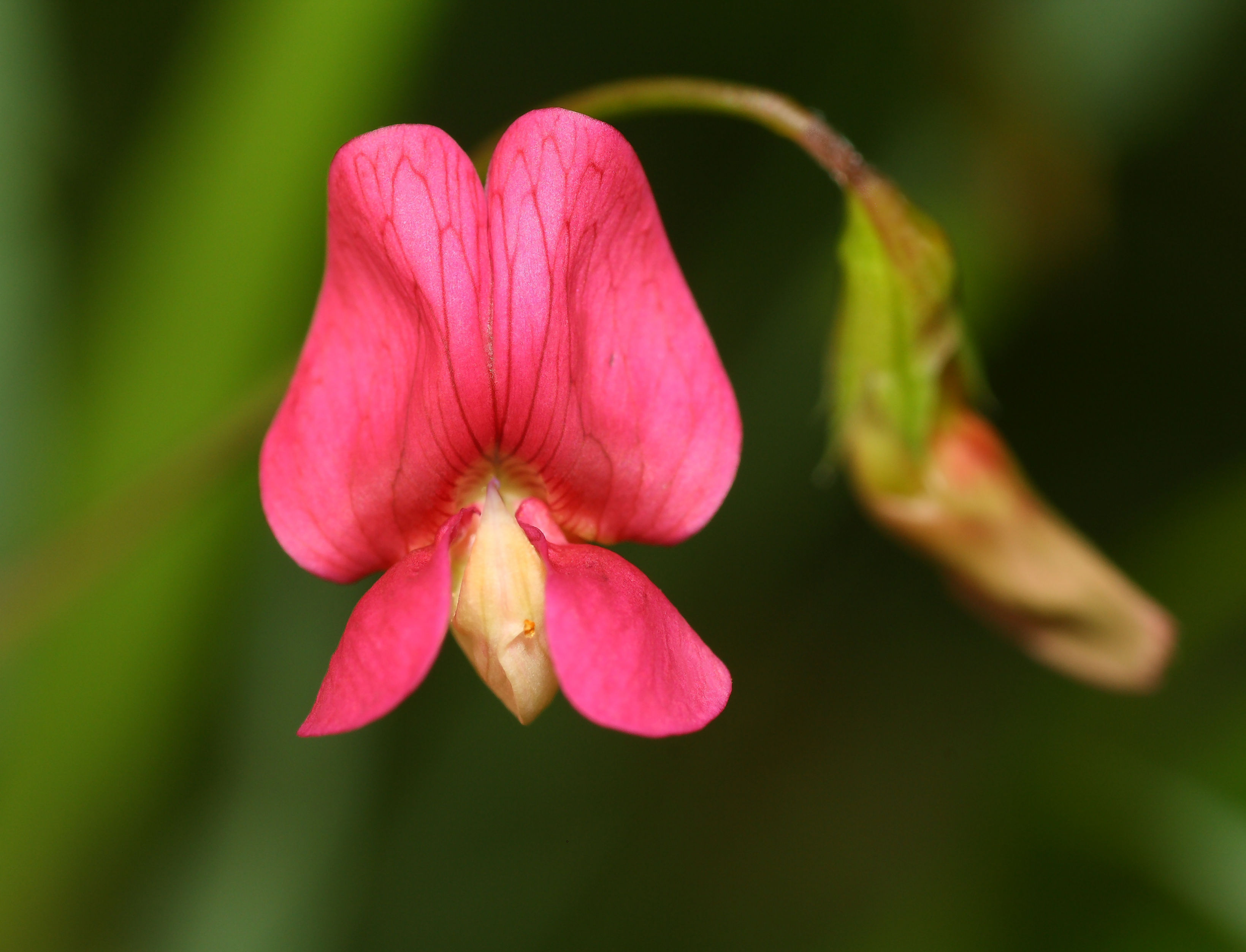 Grass Vetchling