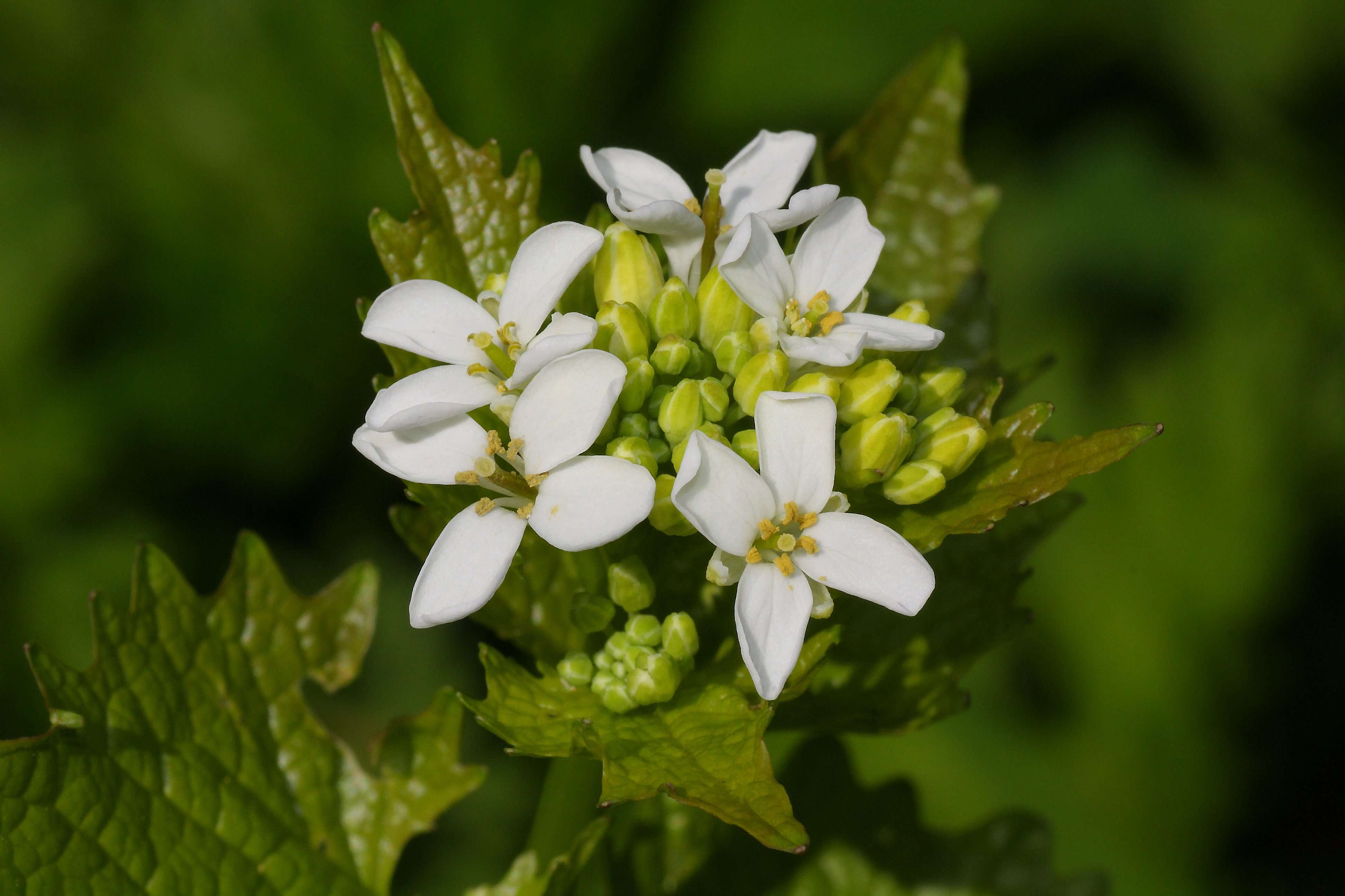 Garlic Mustard