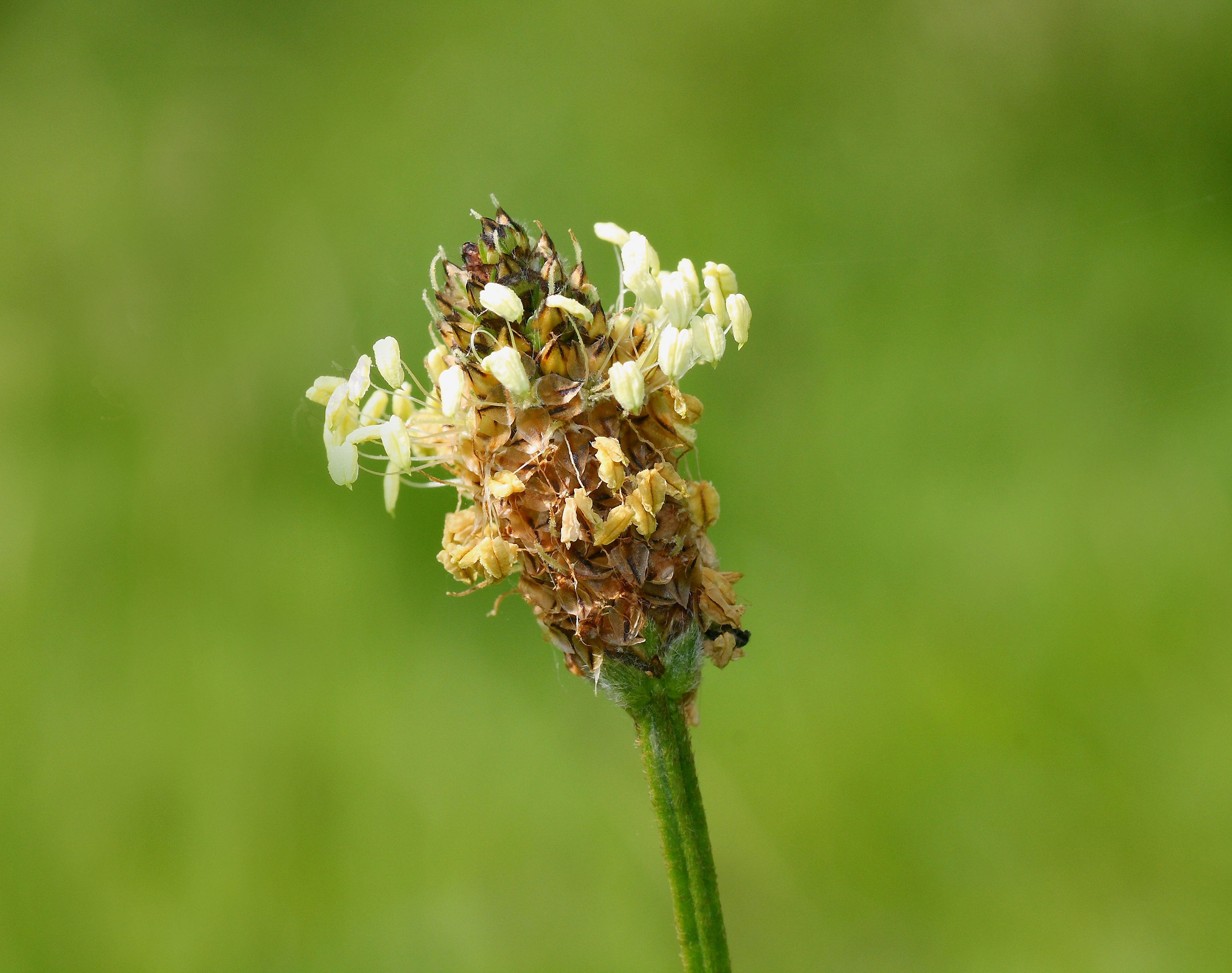 Ribwort Plantain