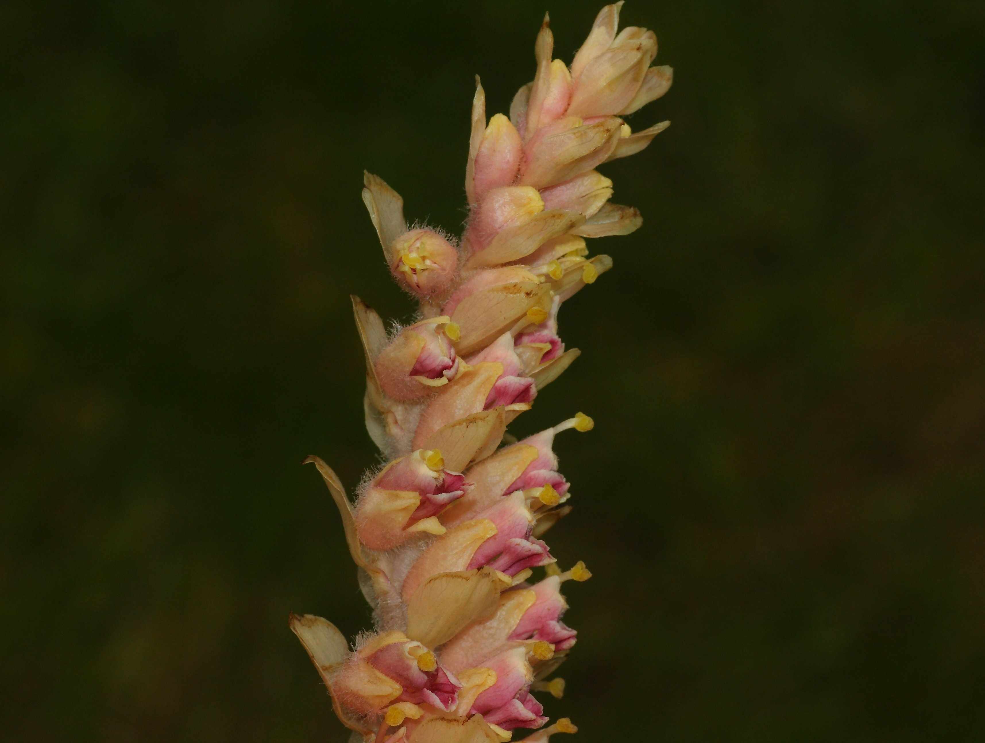 Toothwort
