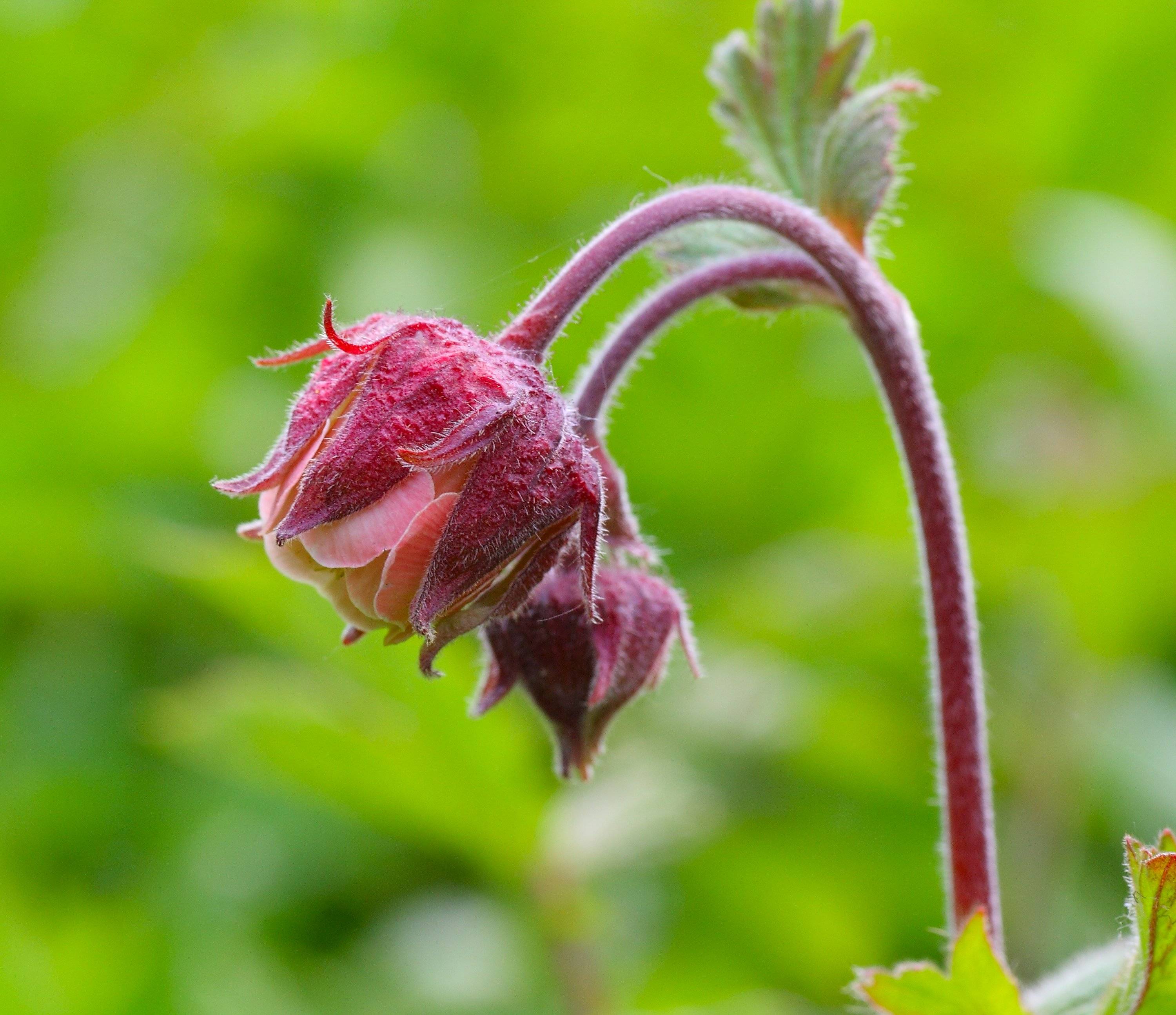Water Avens