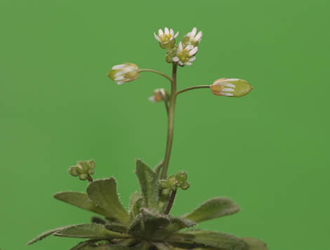 Common Whitlow Grass
