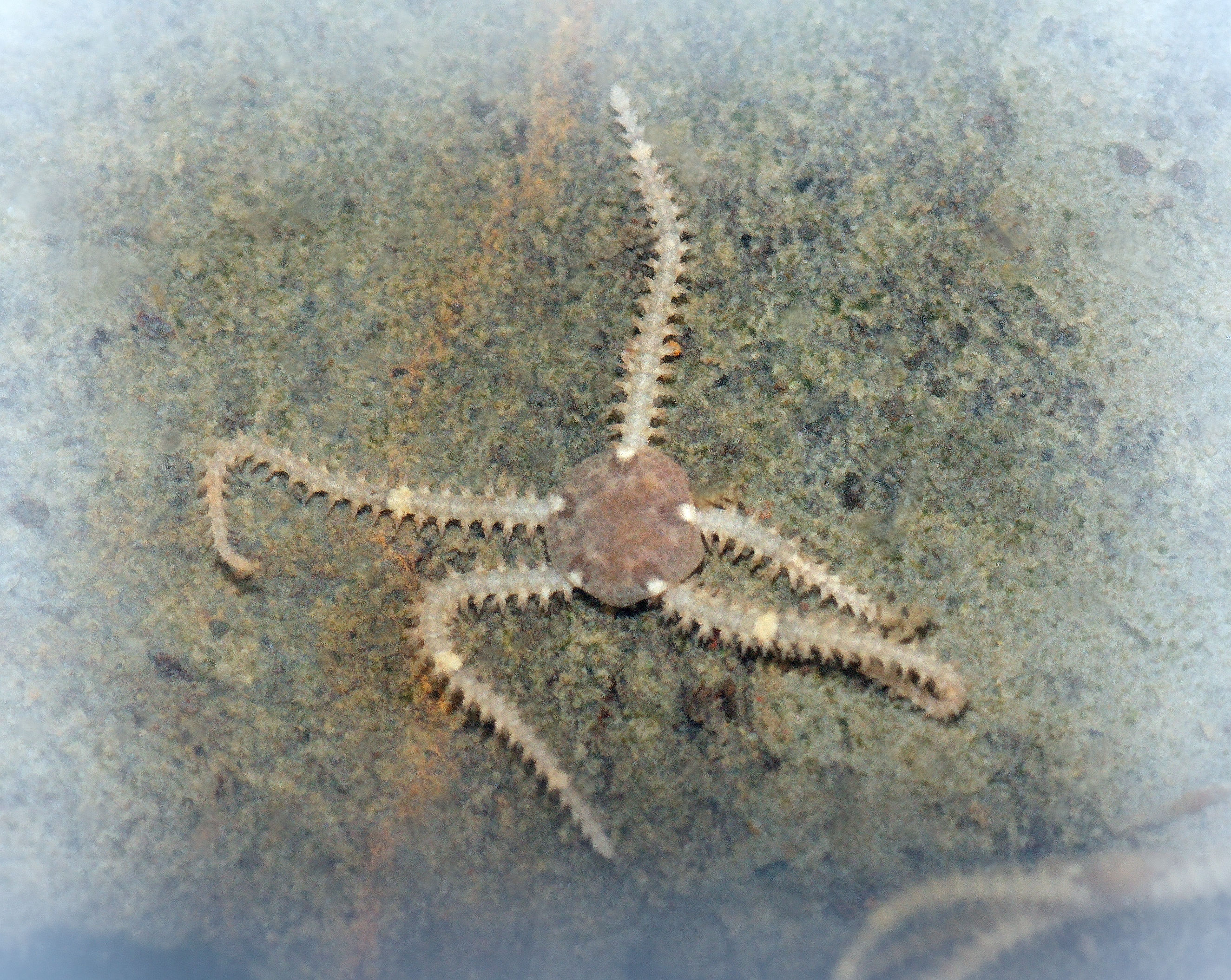 Amphipholis squamata