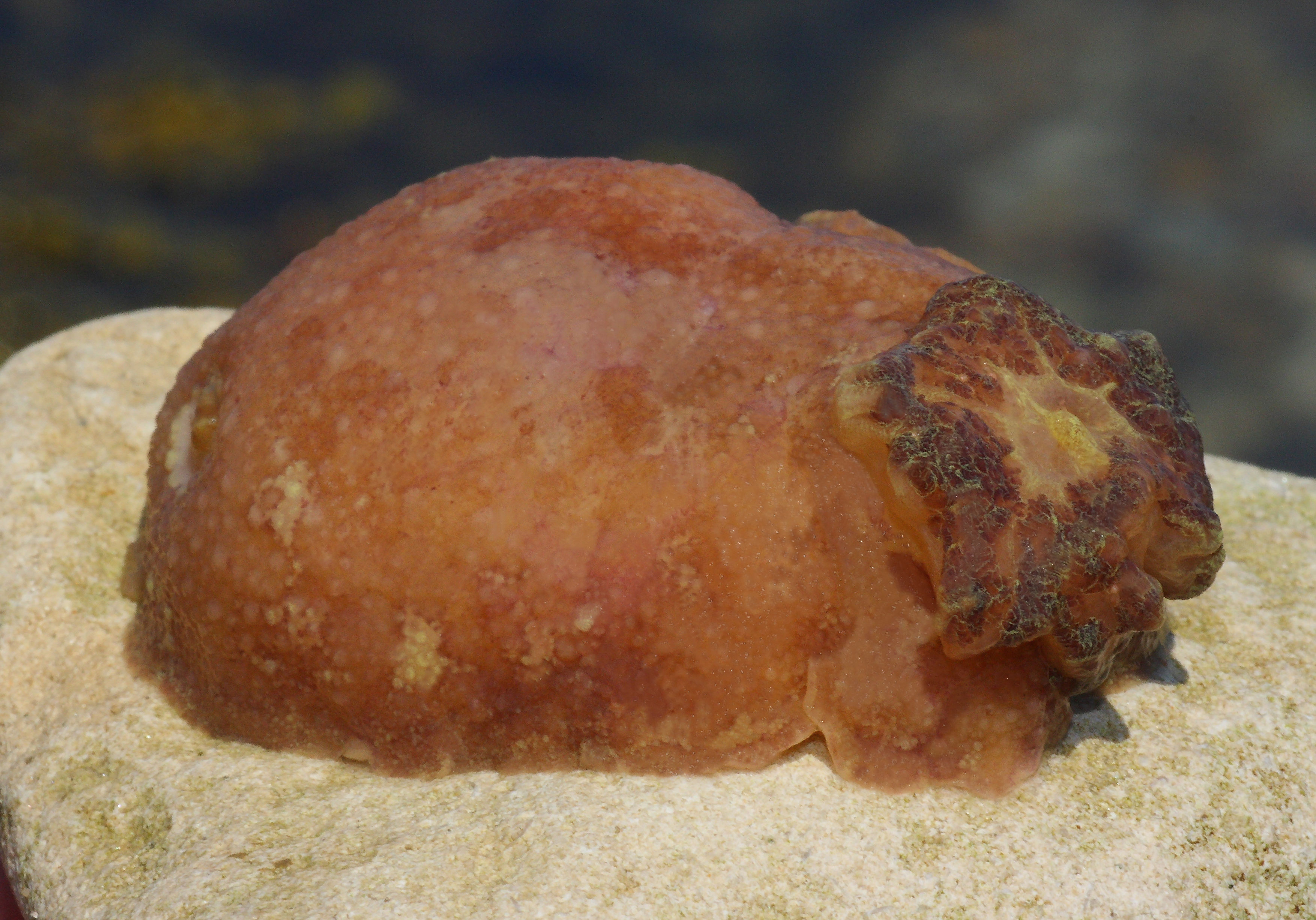 Archidoris pseudoargus