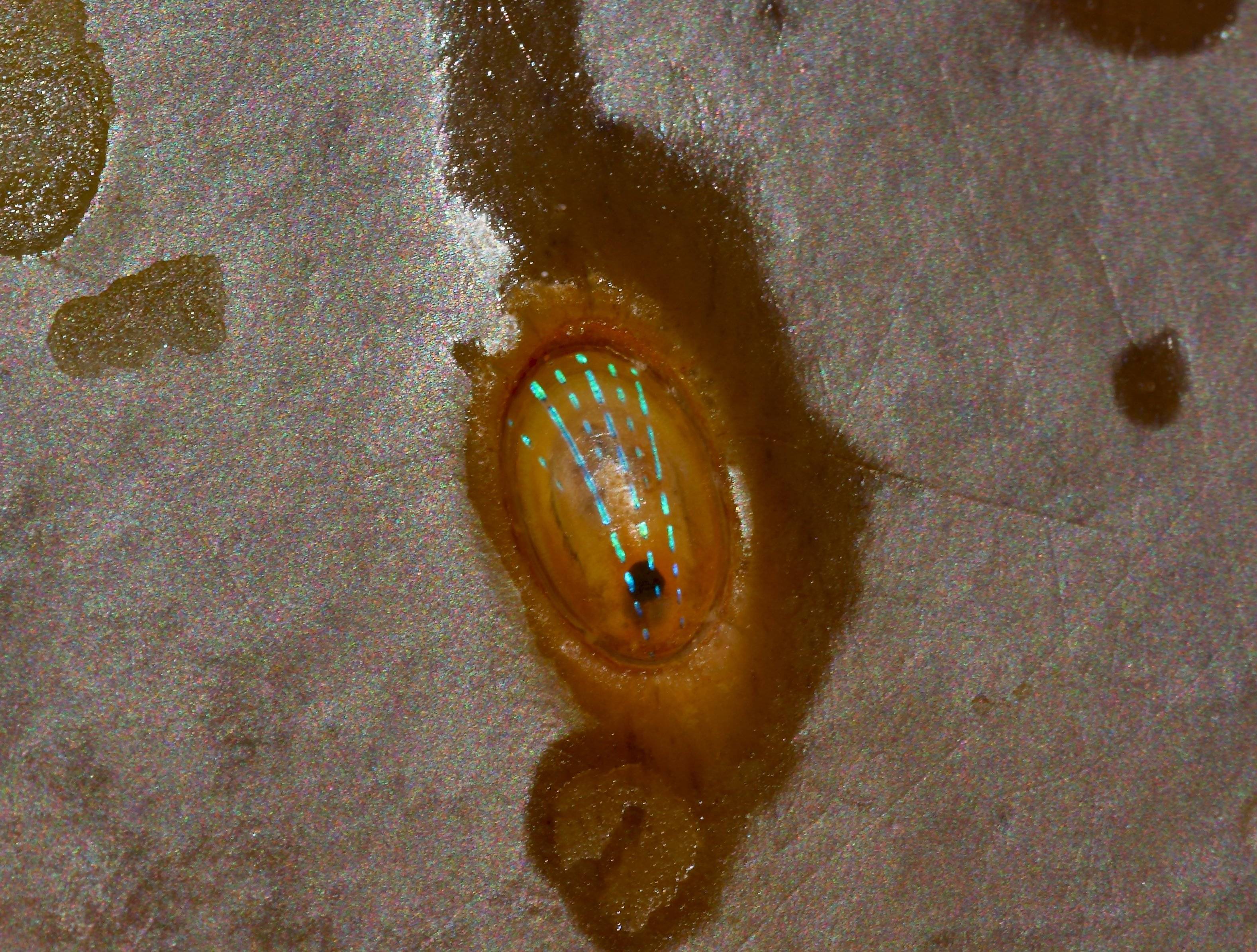 Blue Rayed Limpet