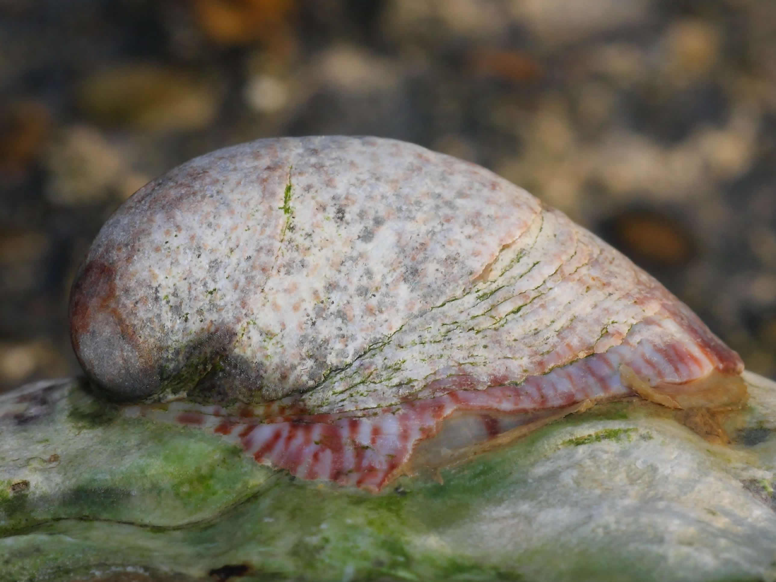 Seashore Gallery