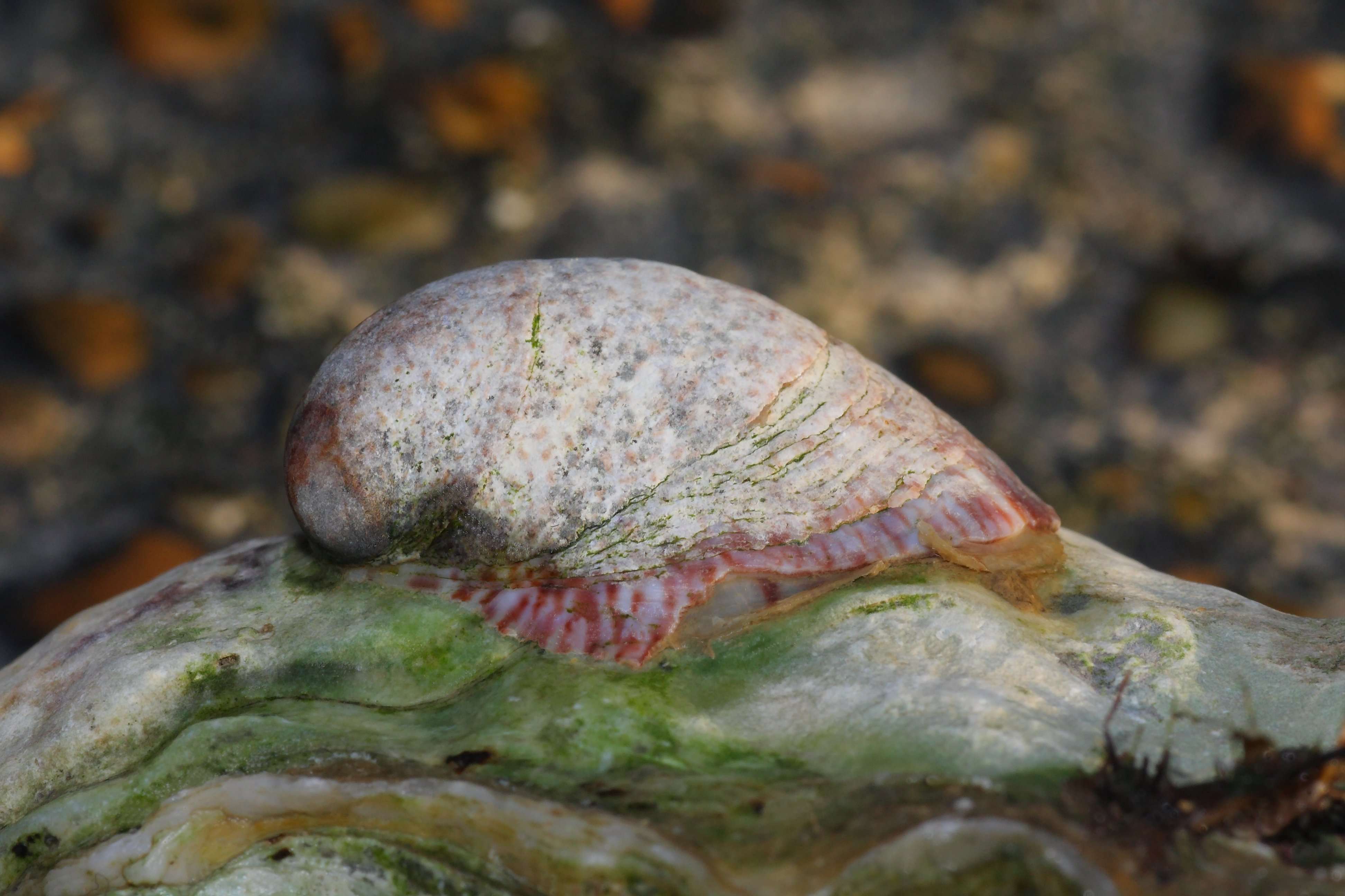 Slipper Limpet
