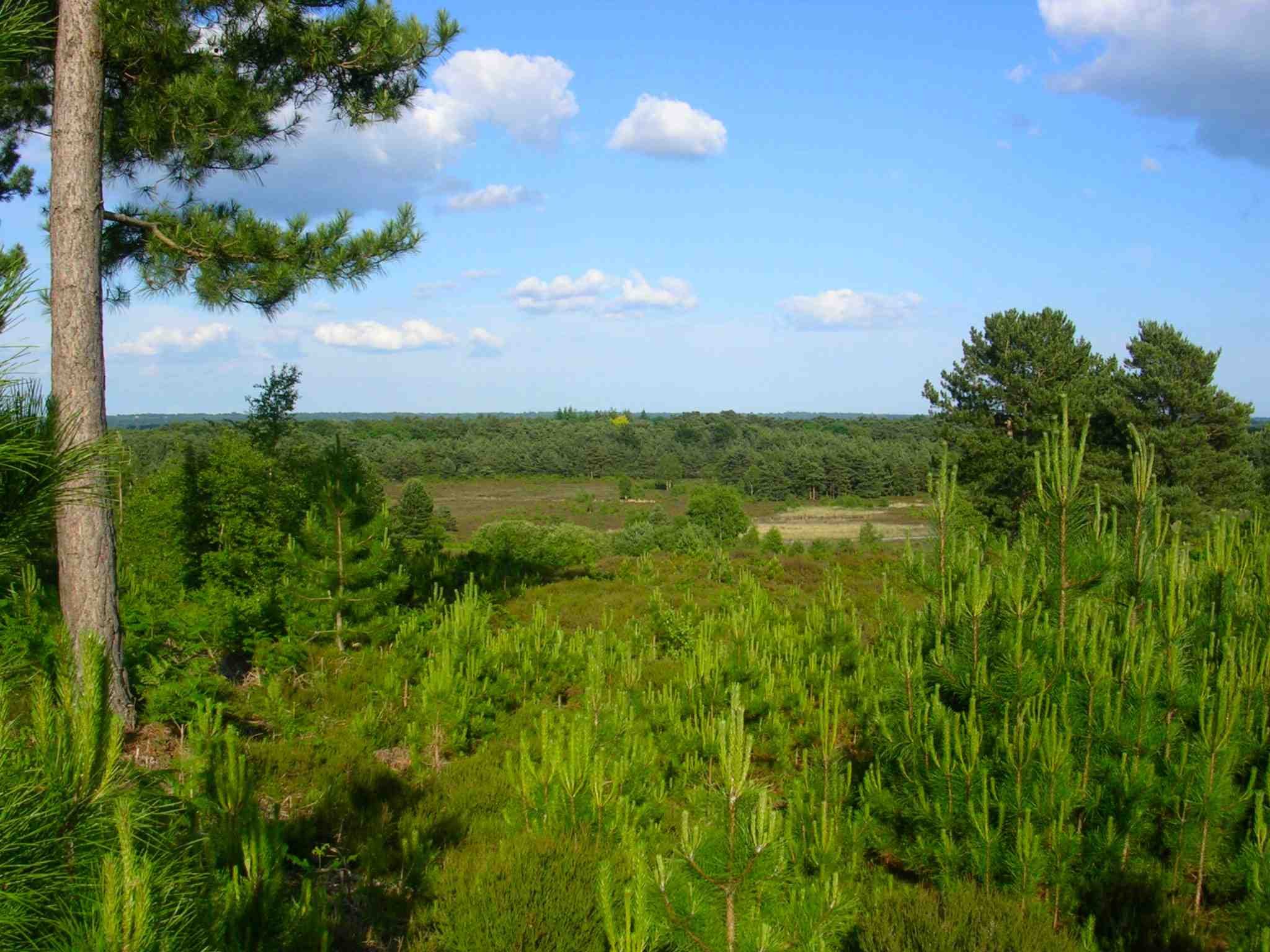 Sopley Common