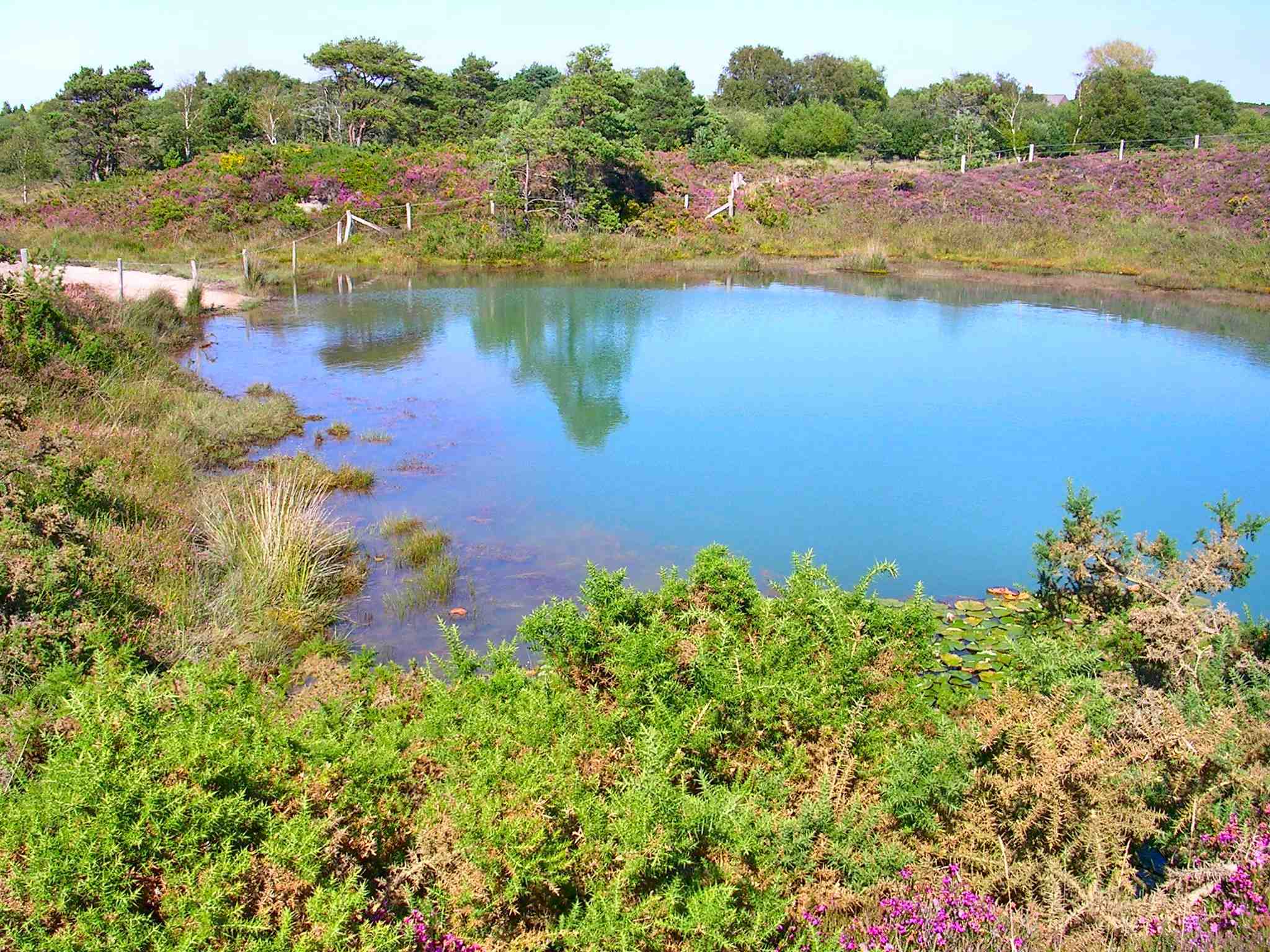 Stoborough Heath